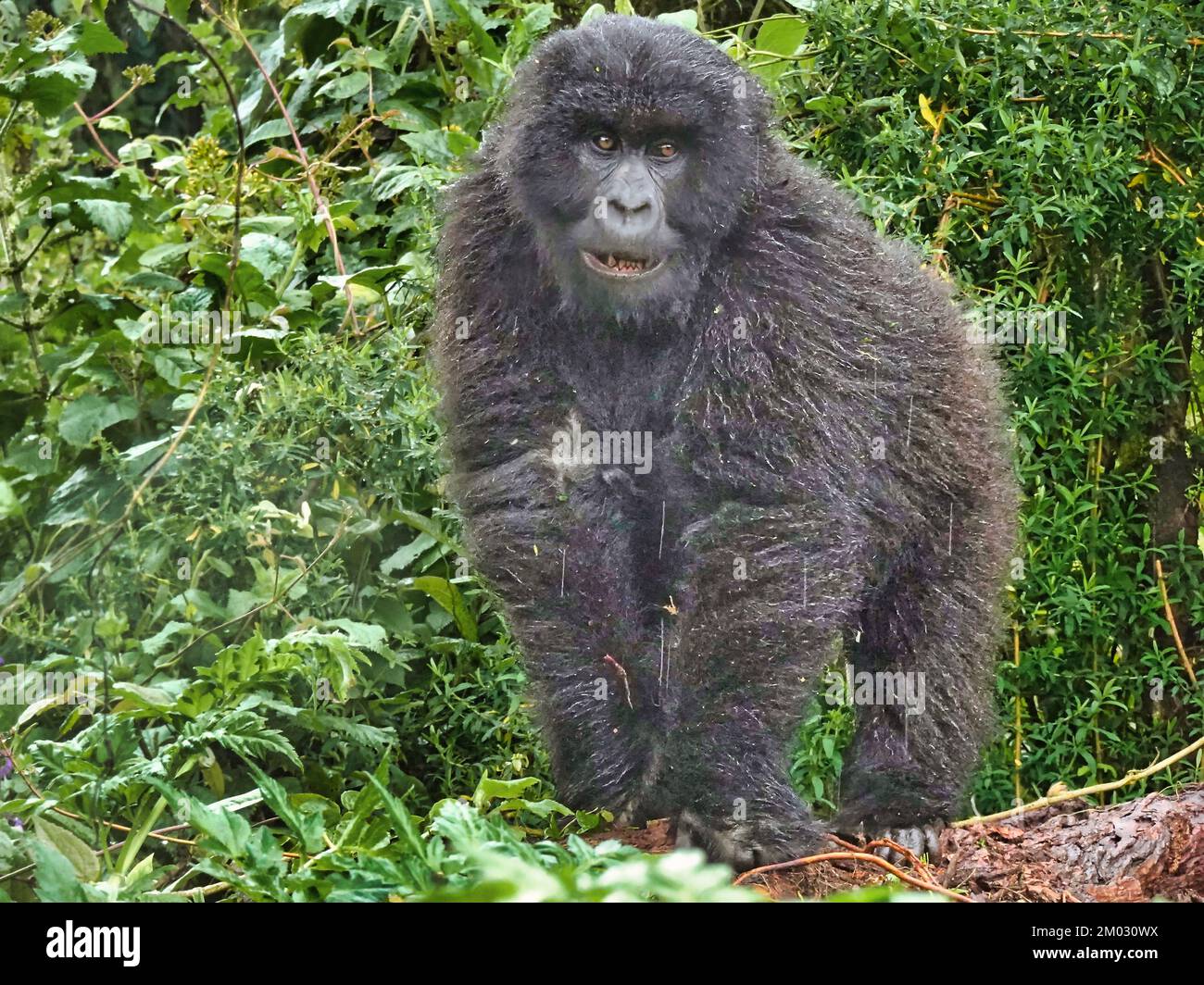 Volcanoes National Park, Virunga Mountains, Rwanda, September 1st 2022 ...
