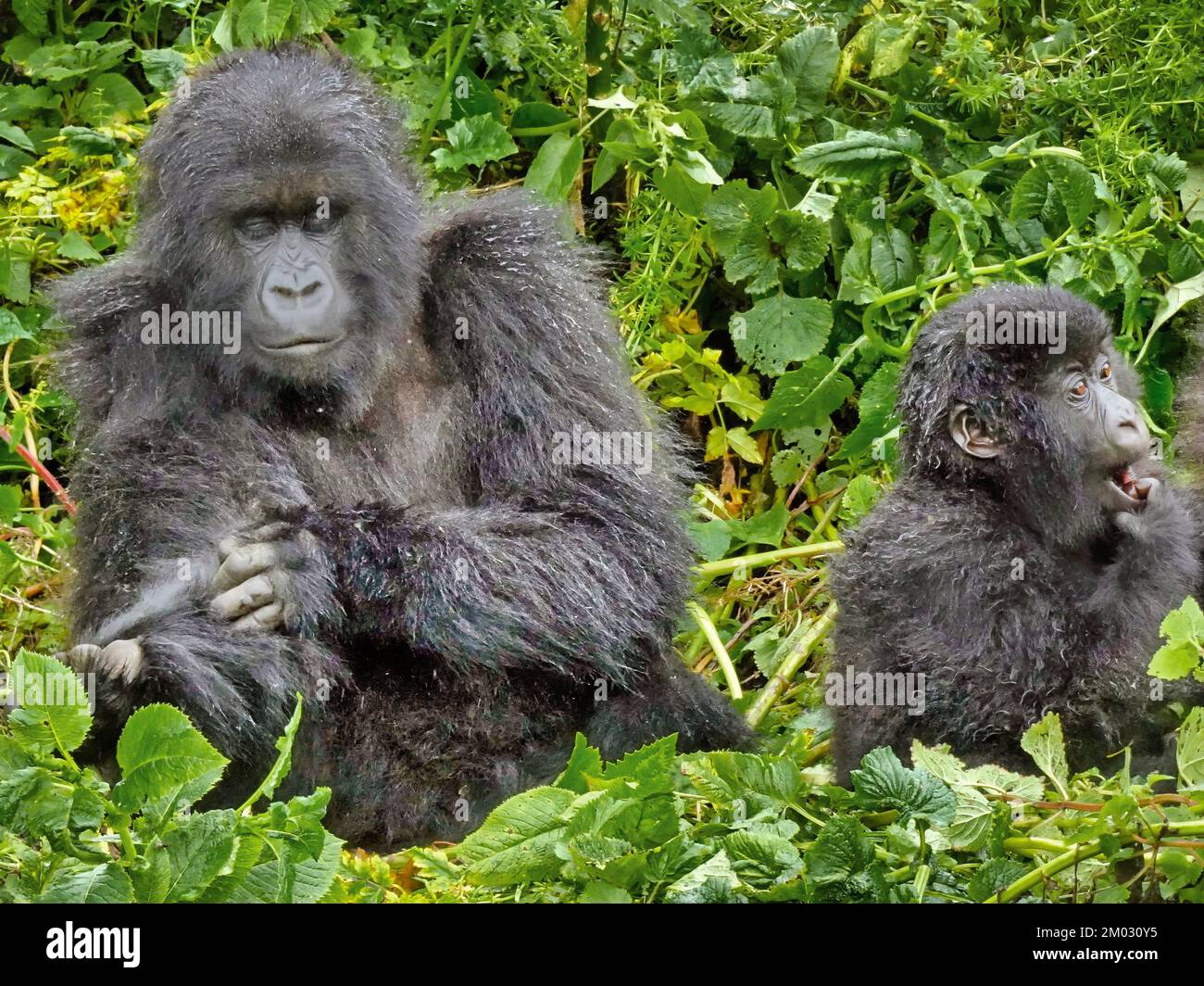 Isimbi family group hi-res stock photography and images - Alamy