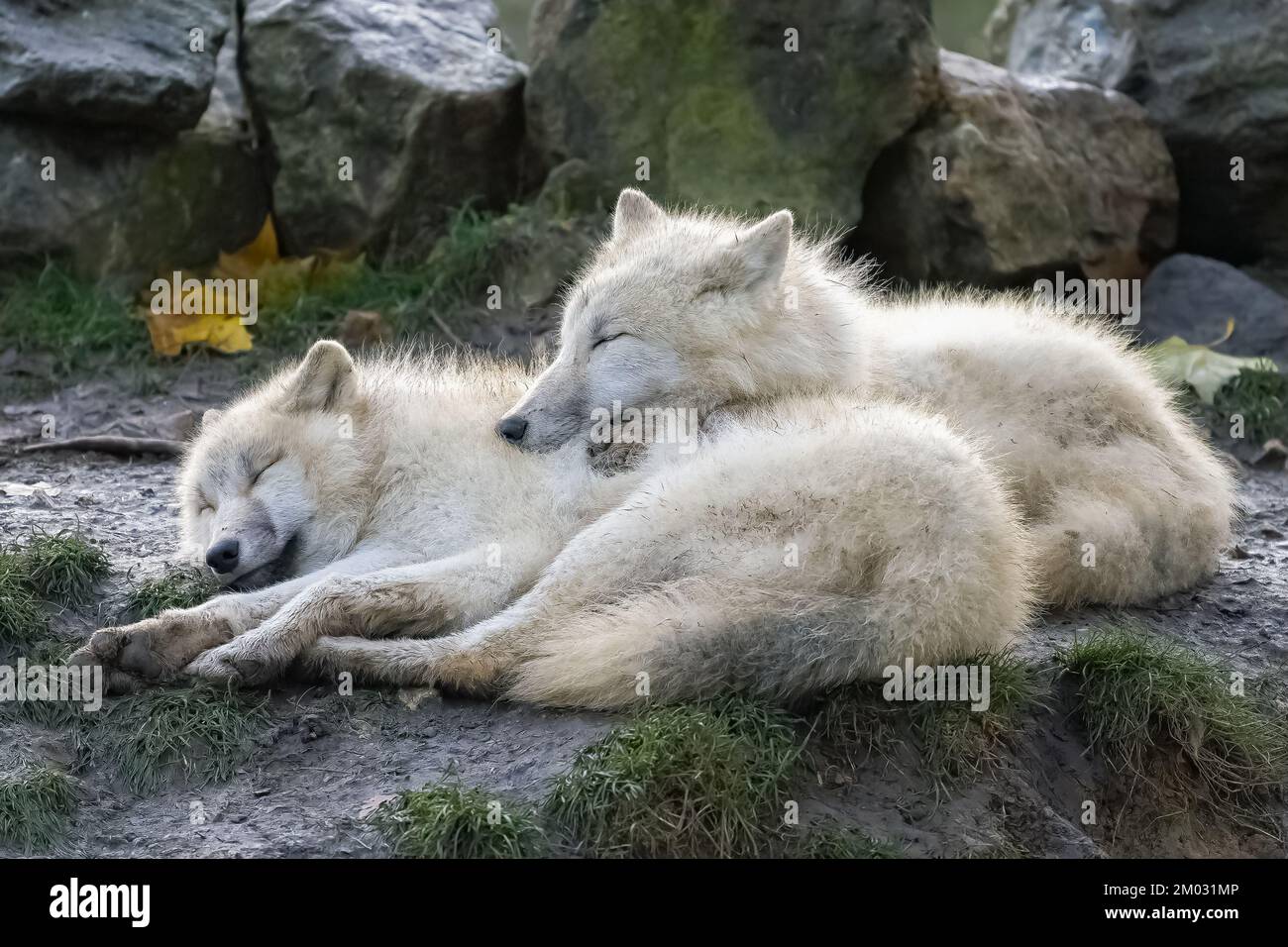 Two white wolfs sleeping on the ground, portrait Stock Photo - Alamy
