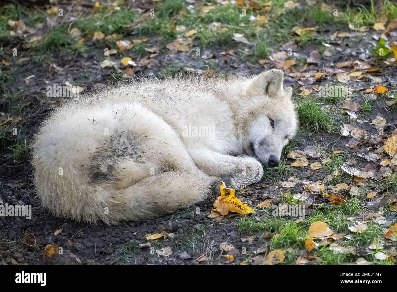 A white wolf sleeping on the ground, portrait Stock Photo - Alamy