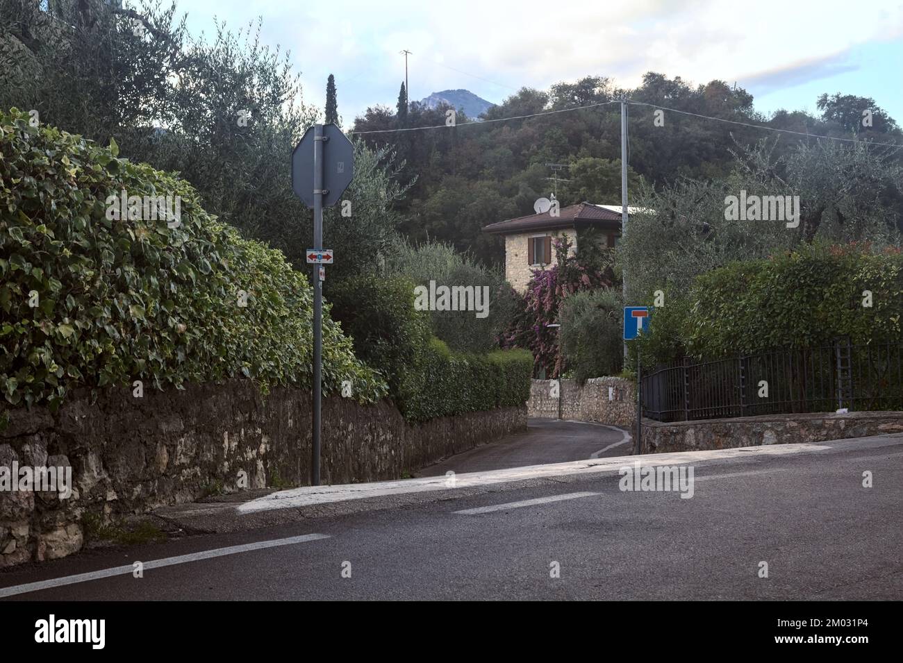 Climbing side road bordered by olive tree plantations in summer Stock ...