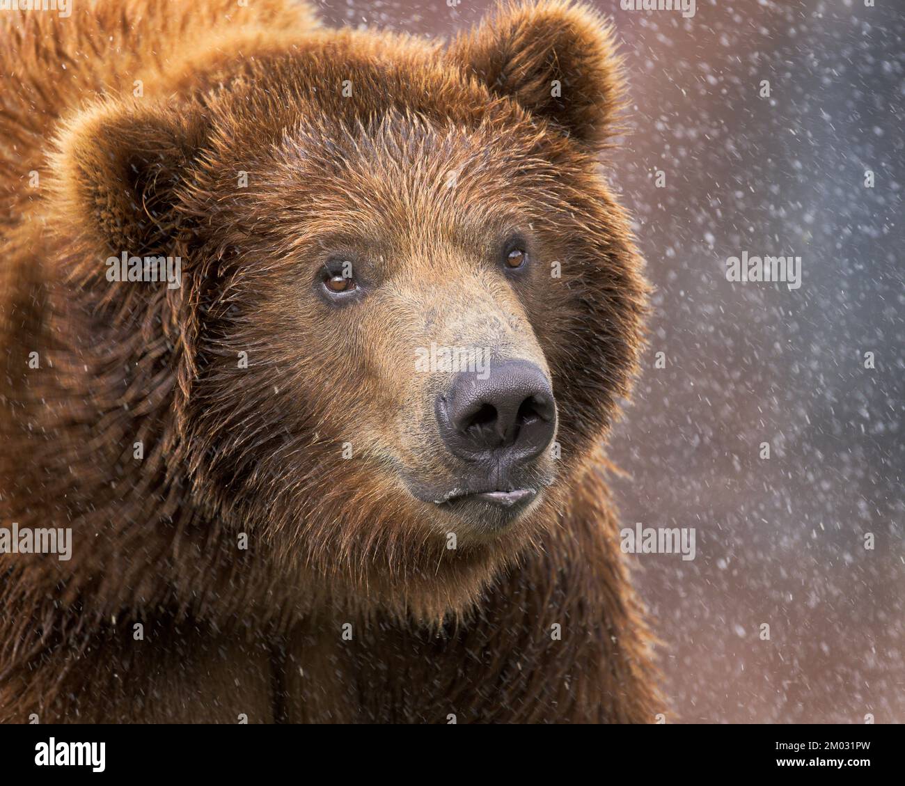 Yellowstone grizzly bear close up hi-res stock photography and images ...