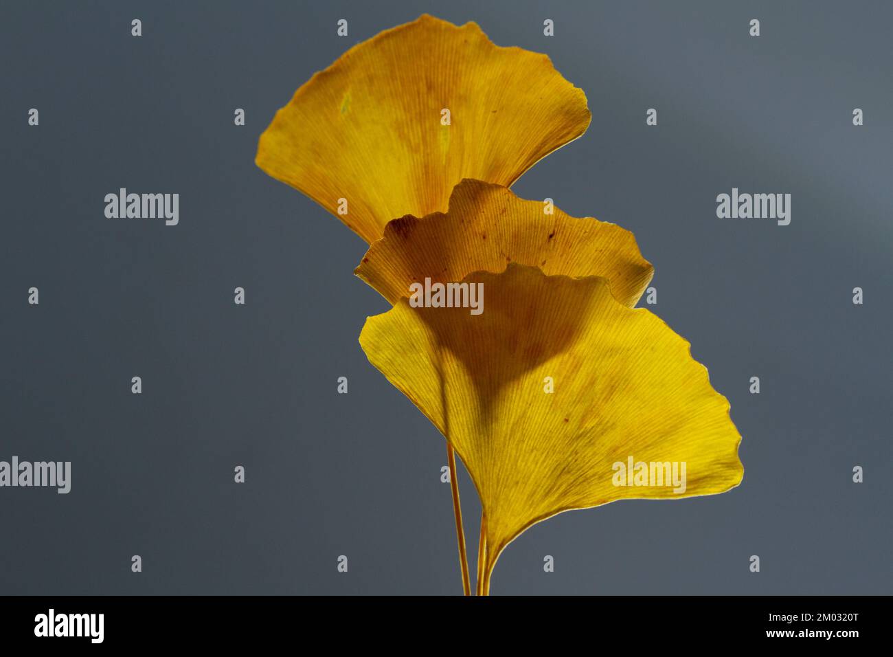 Feuilles de dentelle hi-res stock photography and images - Alamy