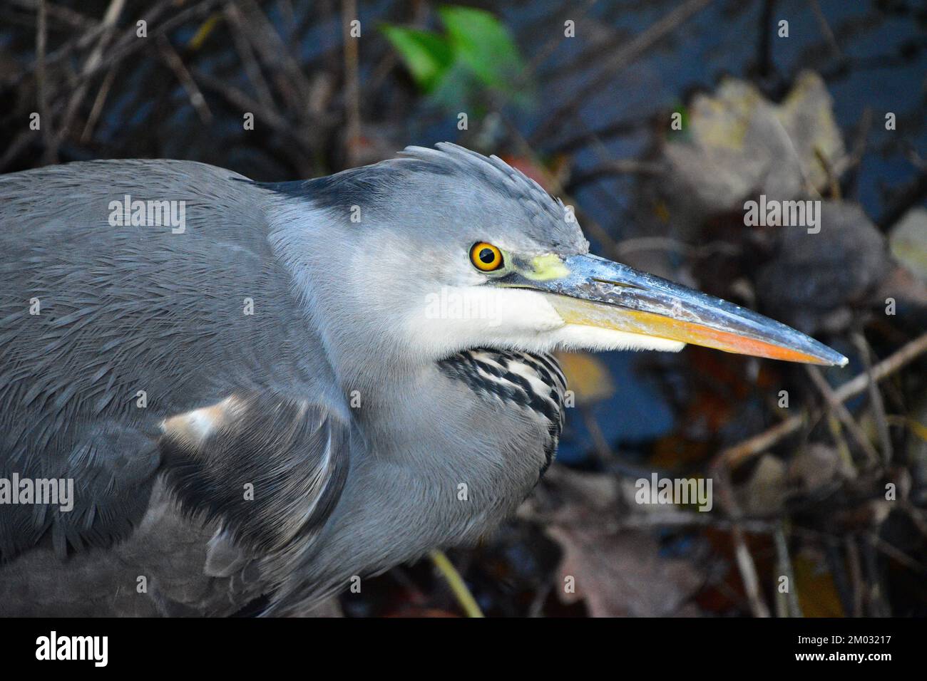 Yorkshire birding hi-res stock photography and images - Alamy