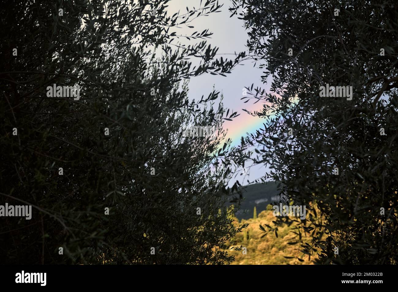 Rainbow over a mountain ridge and a olive tree grove at sunset Stock ...
