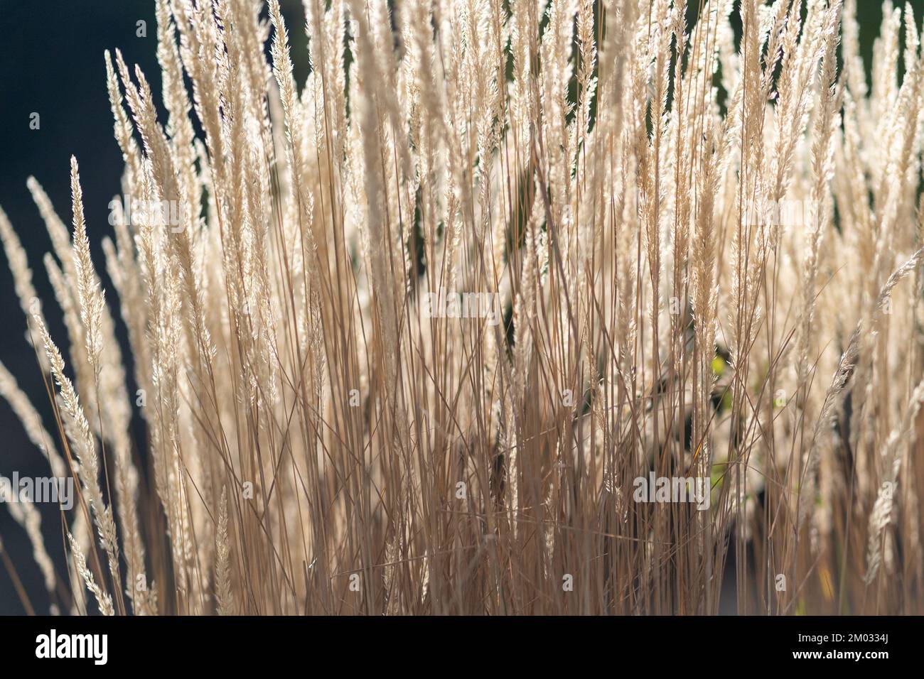 Ornamental cane hi-res stock photography and images - Alamy