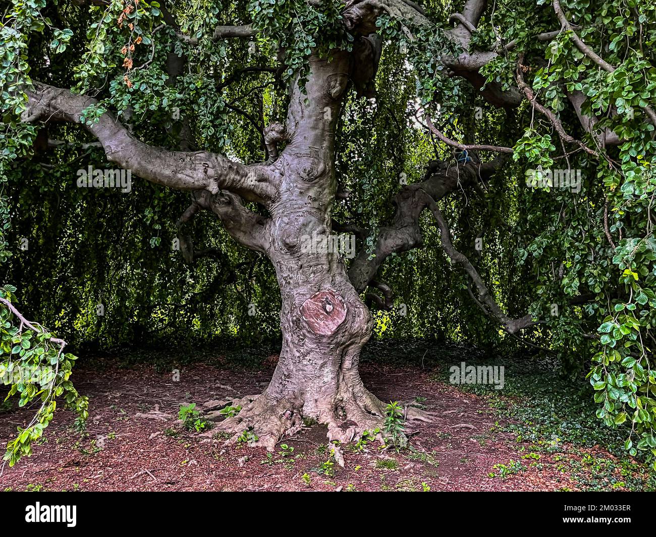 Weeping beech tree hi-res stock photography and images - Alamy