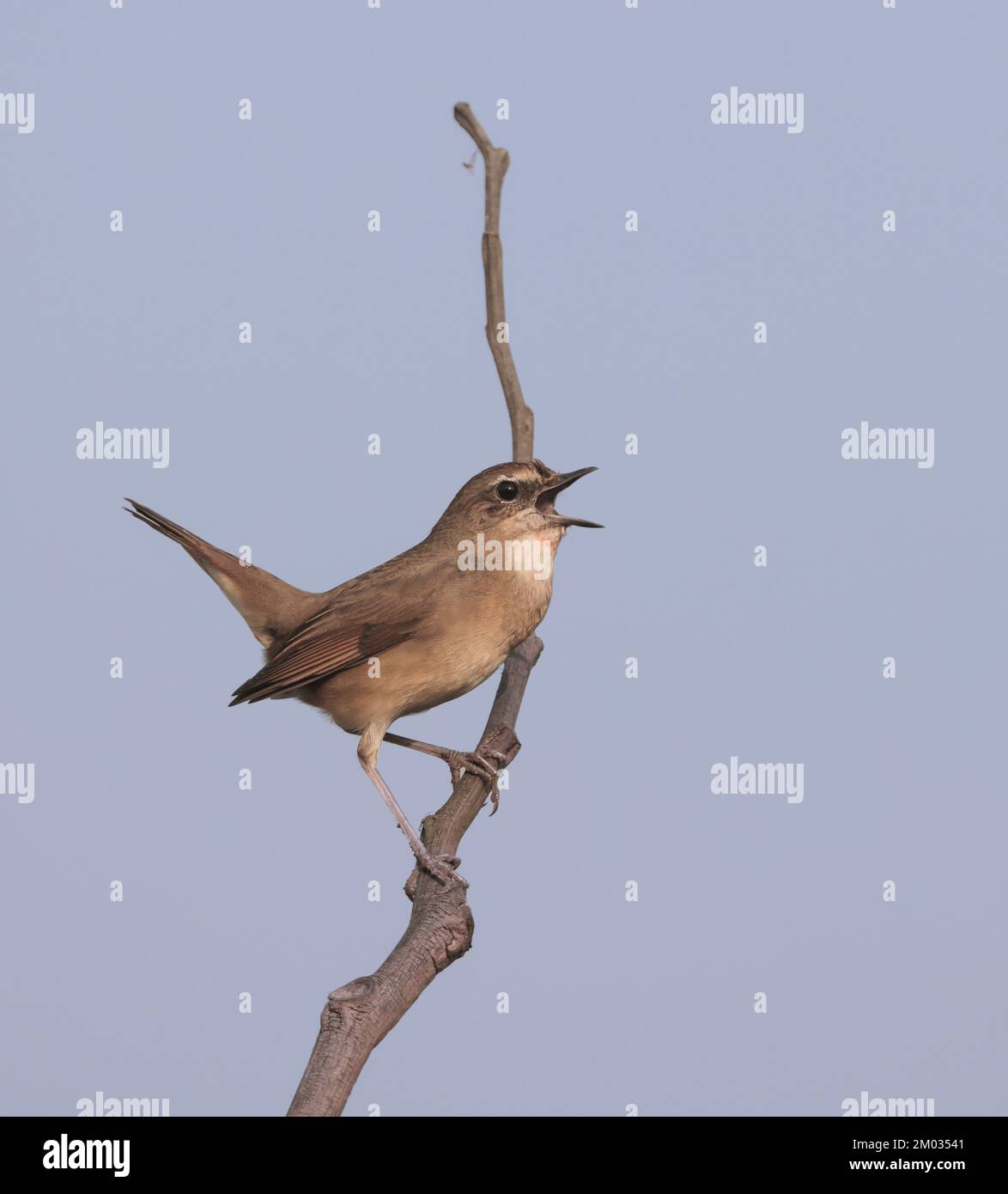 Siberian Rubythroat is a ground-loving songbird of Asia. They primarily ...