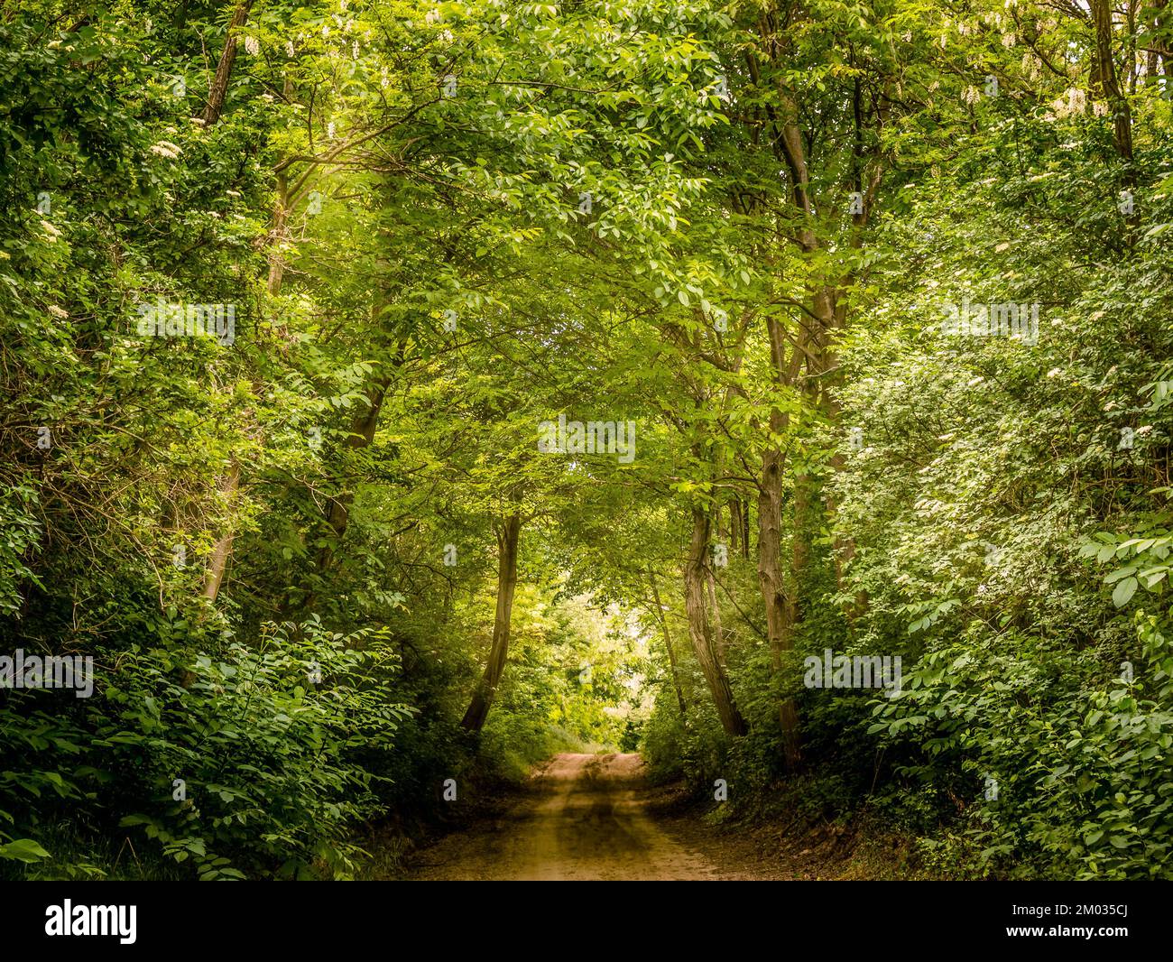 Idyllic forest path in summer. Deciduous trees Stock Photo - Alamy