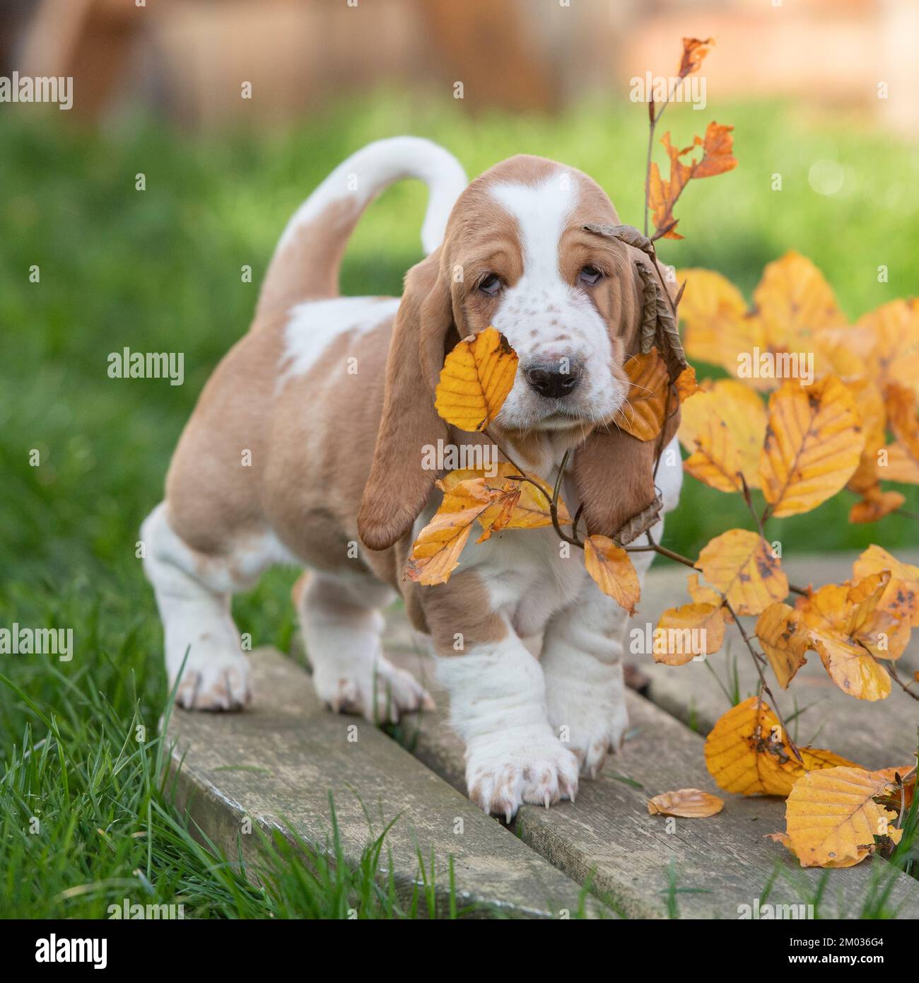 Female basset hound hi-res stock photography and images - Alamy