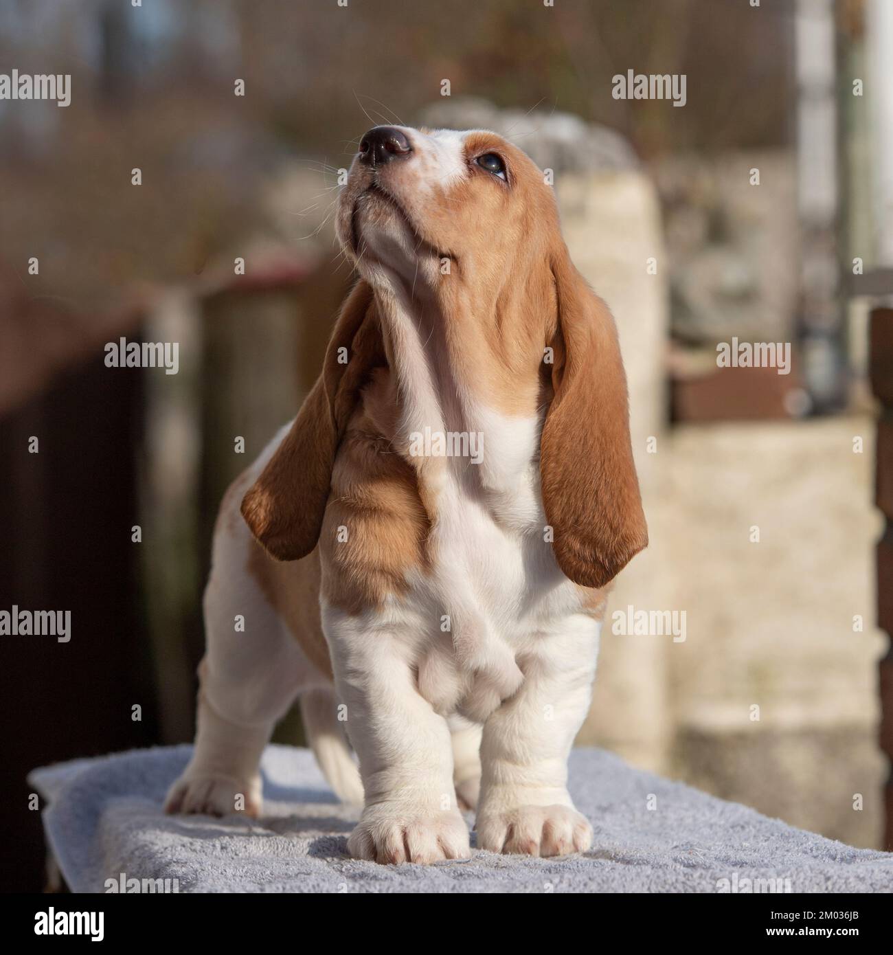 Basset female hi-res stock photography and images - Alamy