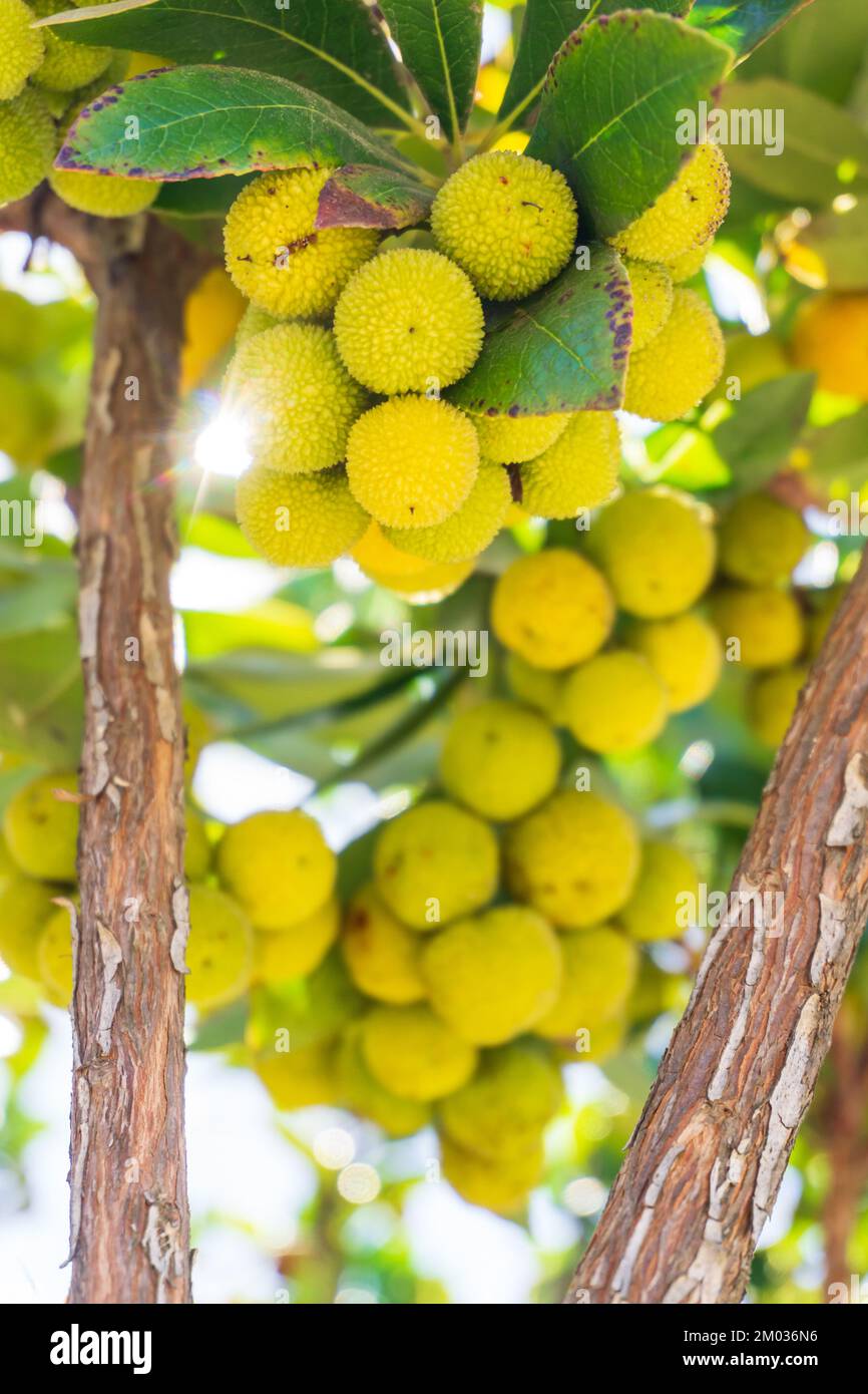 Bayberry tree hi-res stock photography and images - Alamy