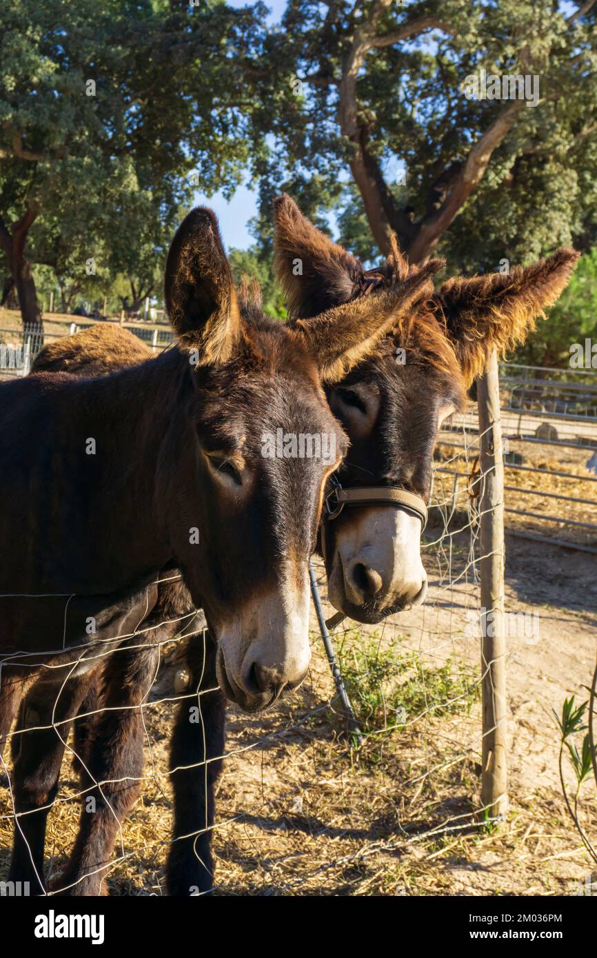 Catalonia donkey hi-res stock photography and images - Alamy