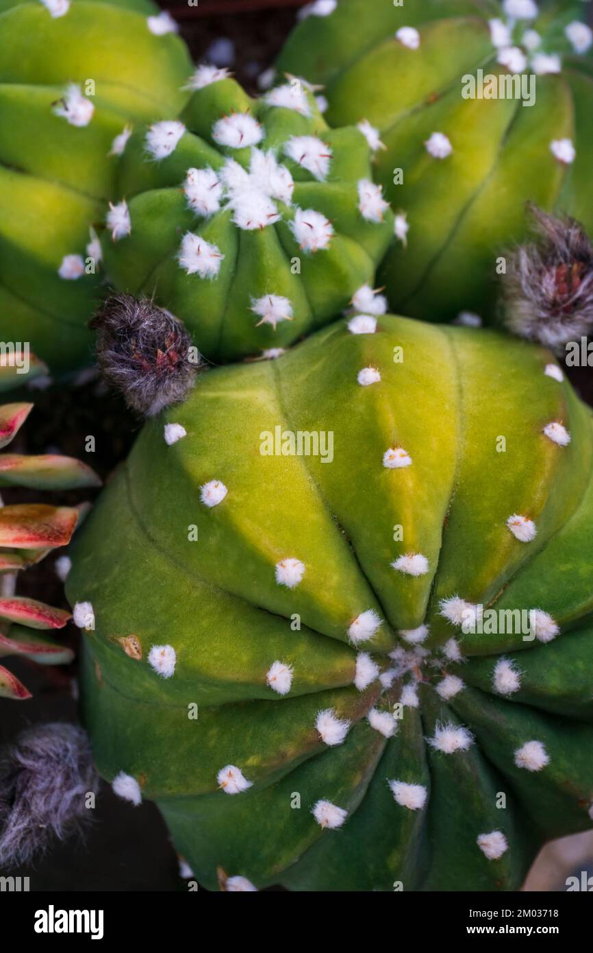 Cactus balls garden hi-res stock photography and images - Alamy
