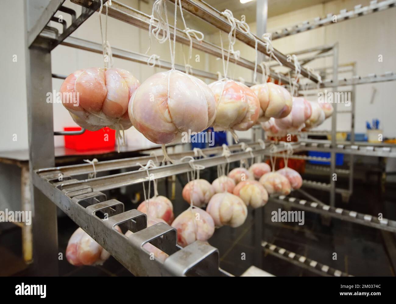 raw unprocessed pork delicacy of round shape hanging on a rope in a ...