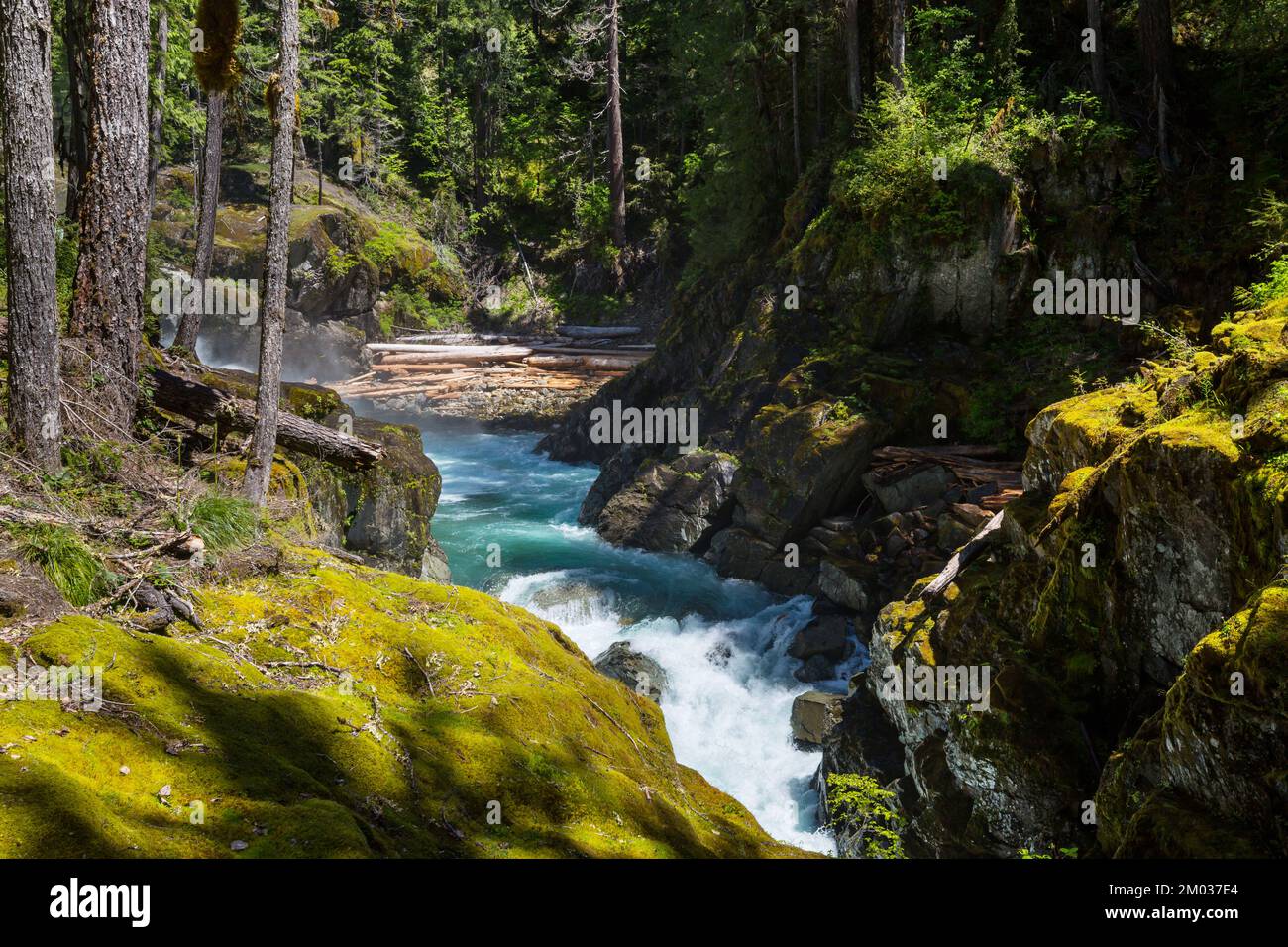 Small river in green forest hi-res stock photography and images - Alamy