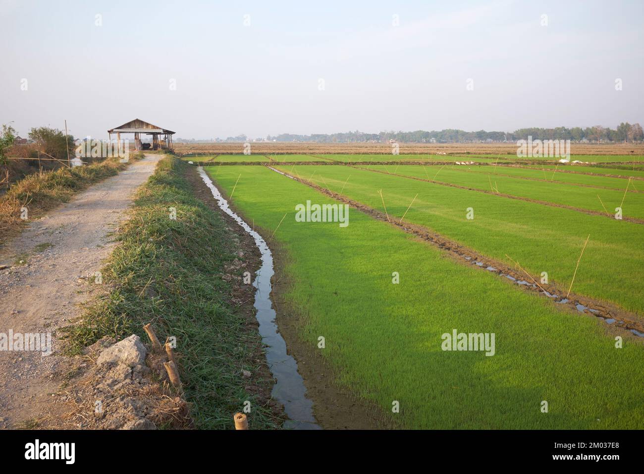 Rice Paddy Fields near Nyaung Schwe Inle Lake Myanmar Stock Photo - Alamy