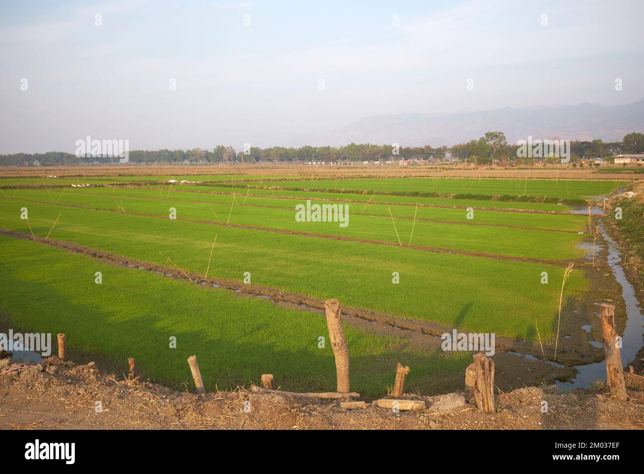 Rice Paddy Fields near Nyaung Schwe Inle Lake Myanmar Stock Photo - Alamy