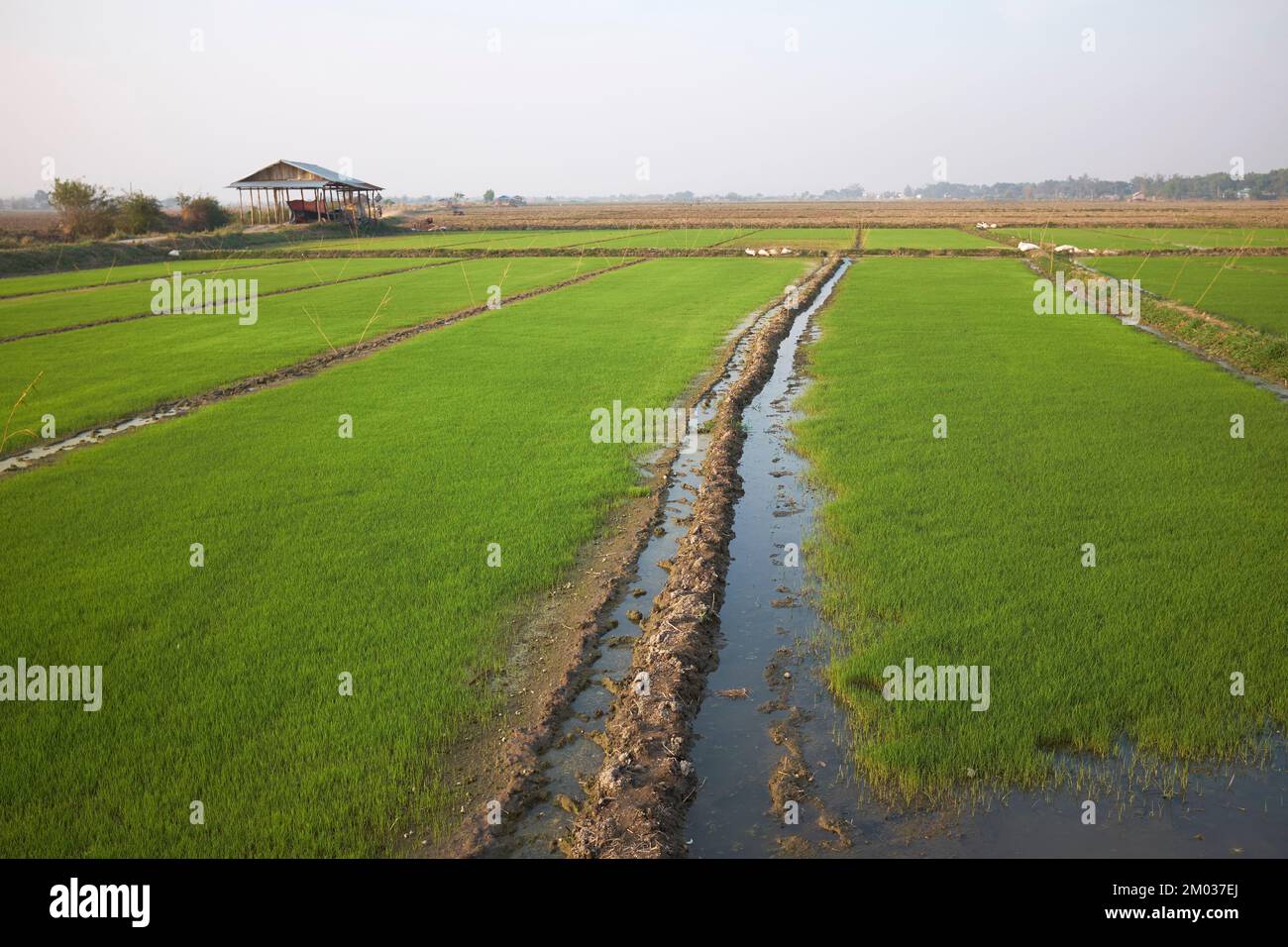 Rice Paddy Fields near Nyaung Schwe Inle Lake Myanmar Stock Photo - Alamy