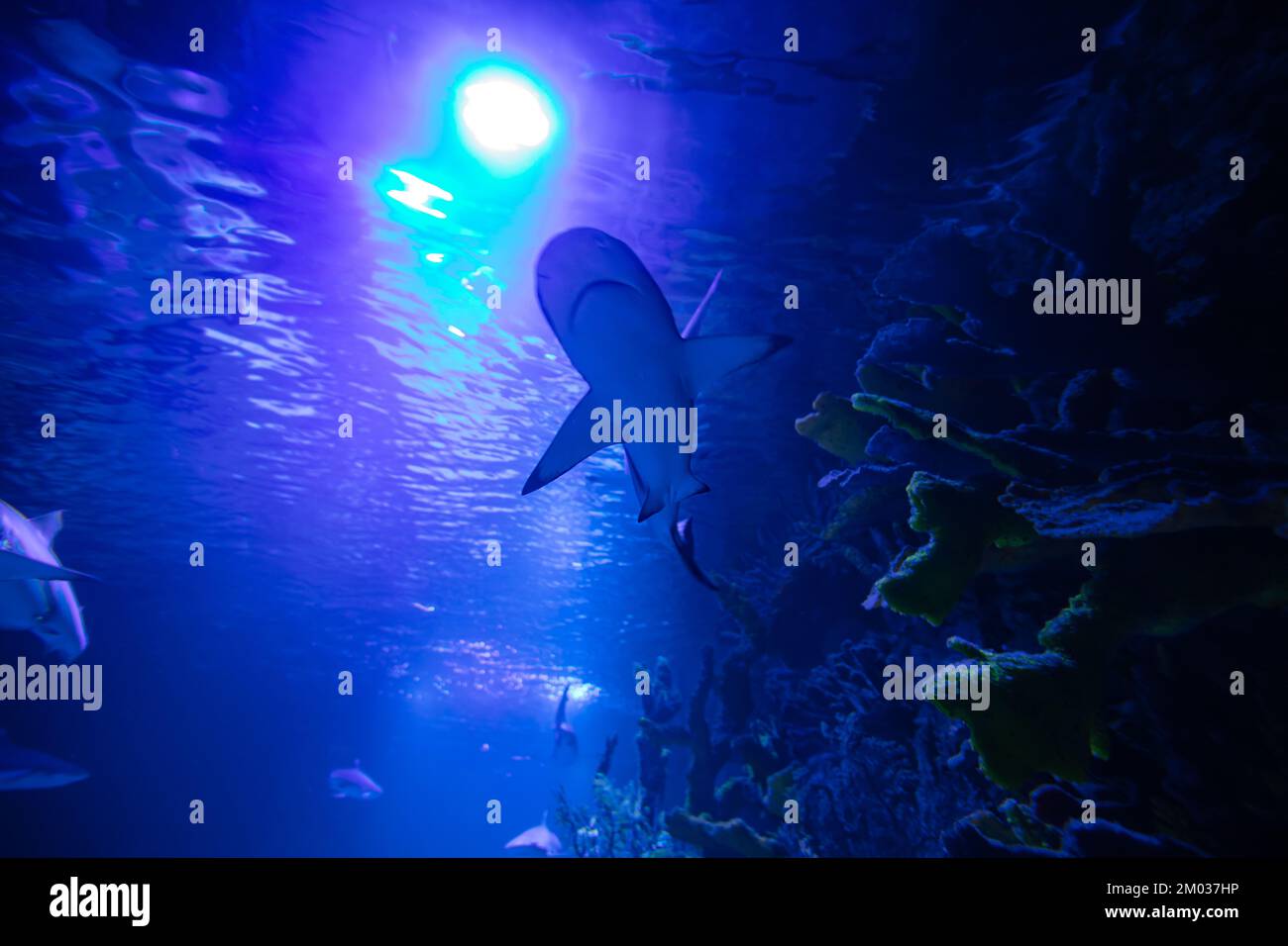 Shark Aquarium Wallpaper