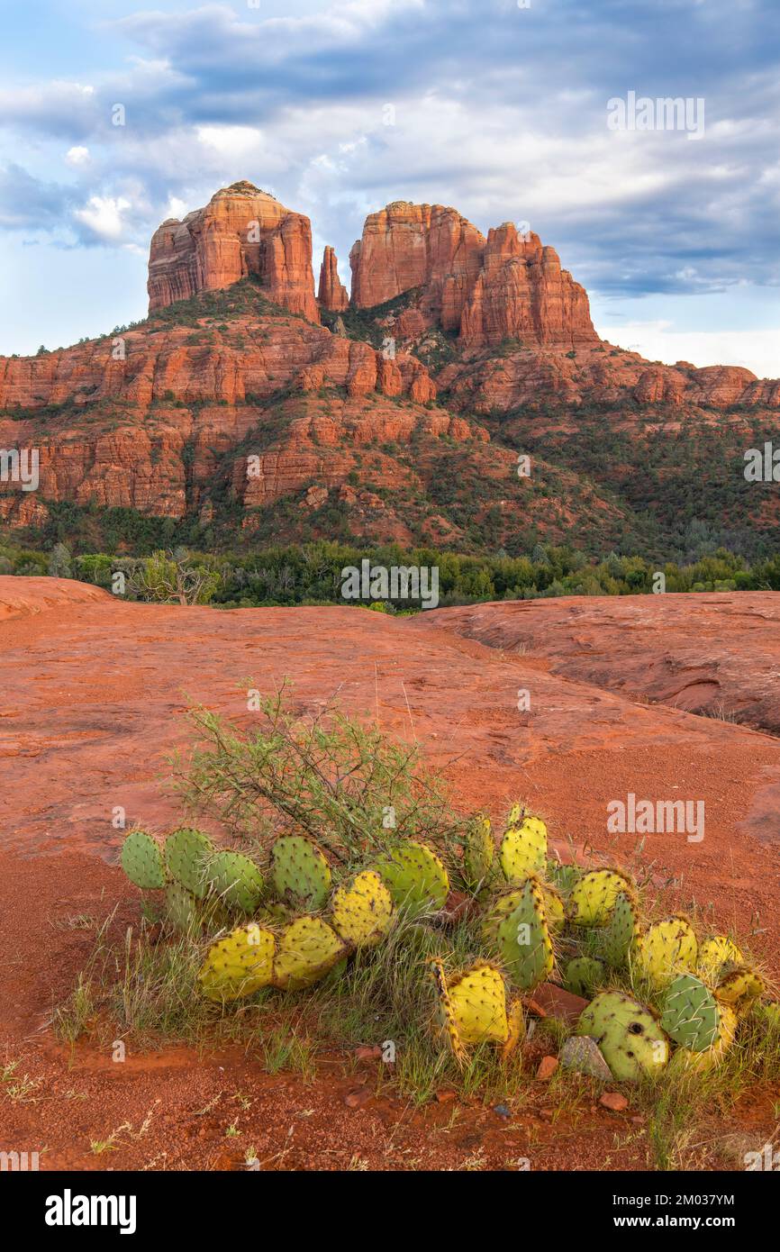 Prickly Pear cactus, near Cathedral, Sedona, AZ, USA, October, by ...