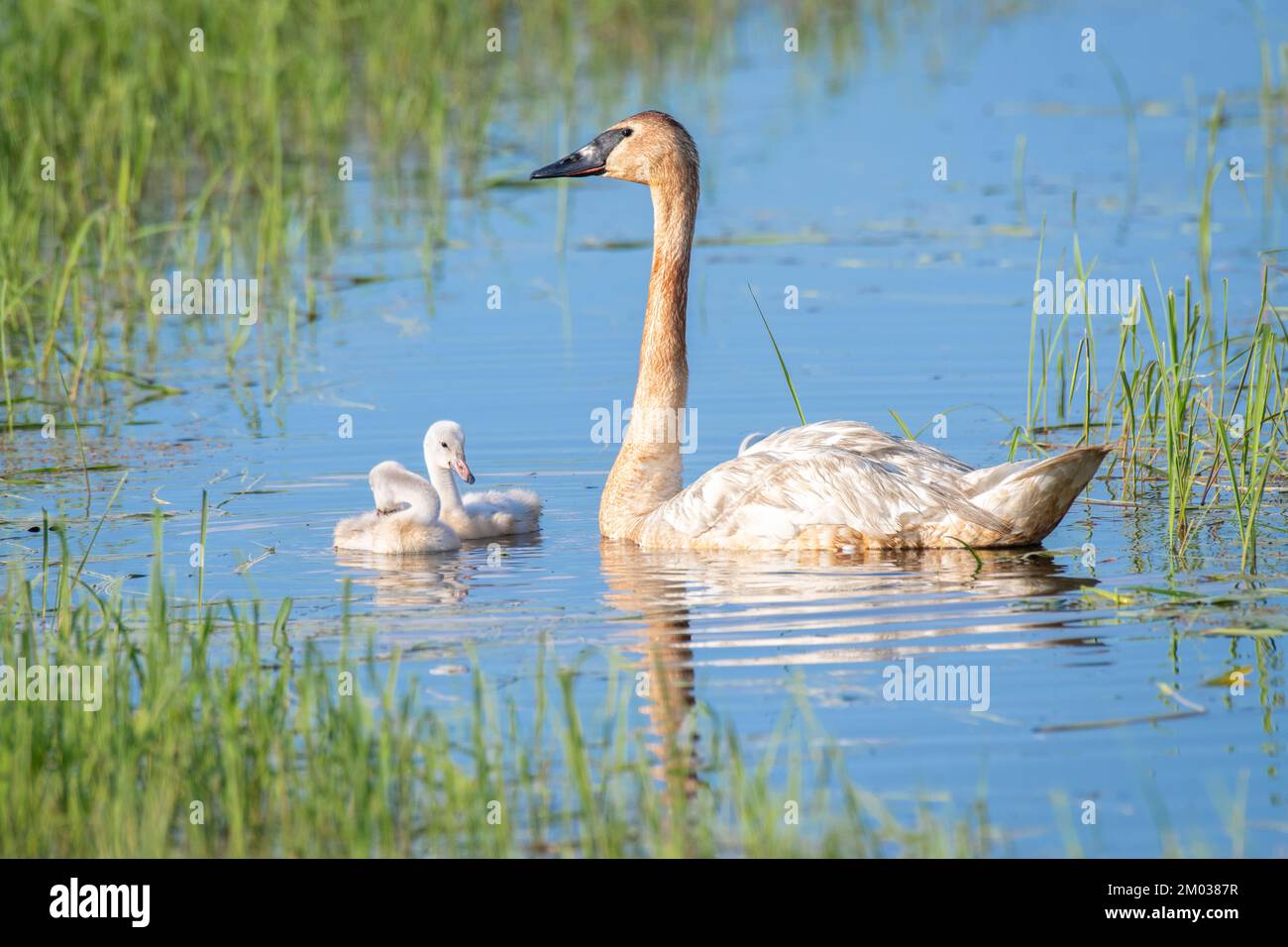 Trumpeter swan (Cygnus buccinator) and cygnets. , Eastern North America ...