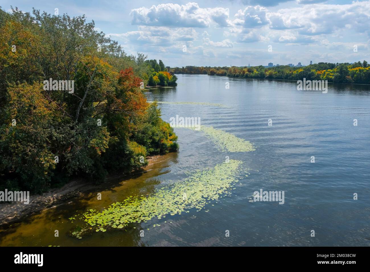 Blooming green algae on the river. Water pollution of rivers and lakes ...