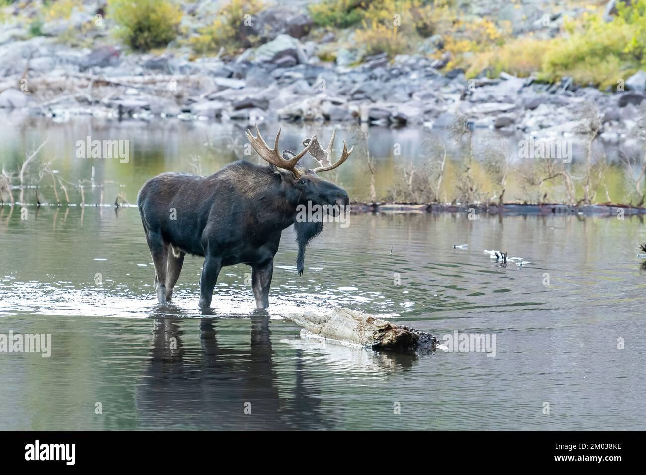 Bull moose (Alces alces) wading in Maroon Lake , morning, Maroon Bells ...