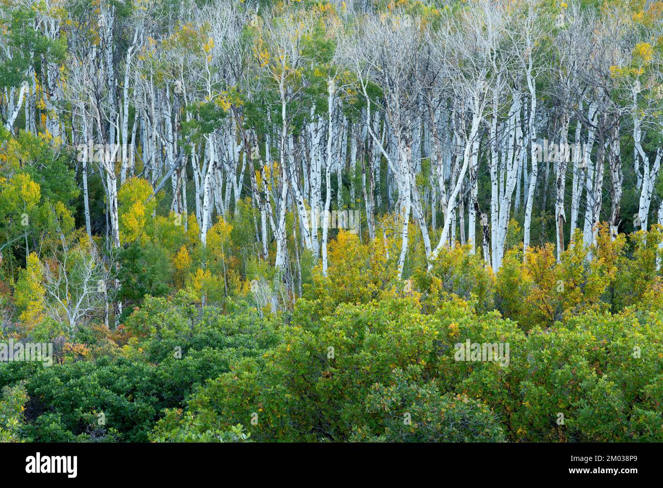 Quaking aspens (Populus tremuloides). Grand Mesa National Forest, mid ...
