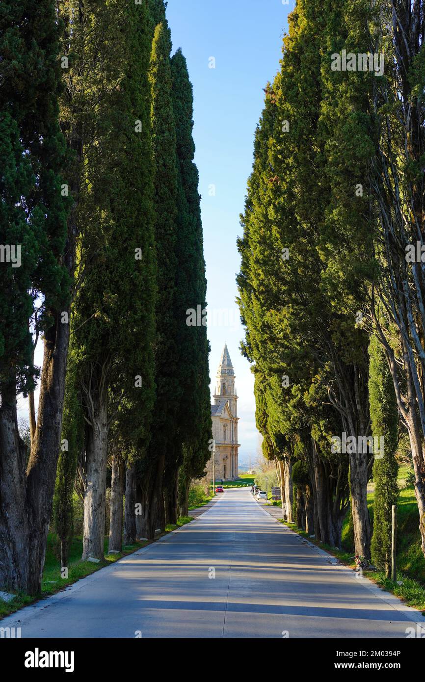 A Tuscan country road surrounded in cyprus trees leading to a church ...