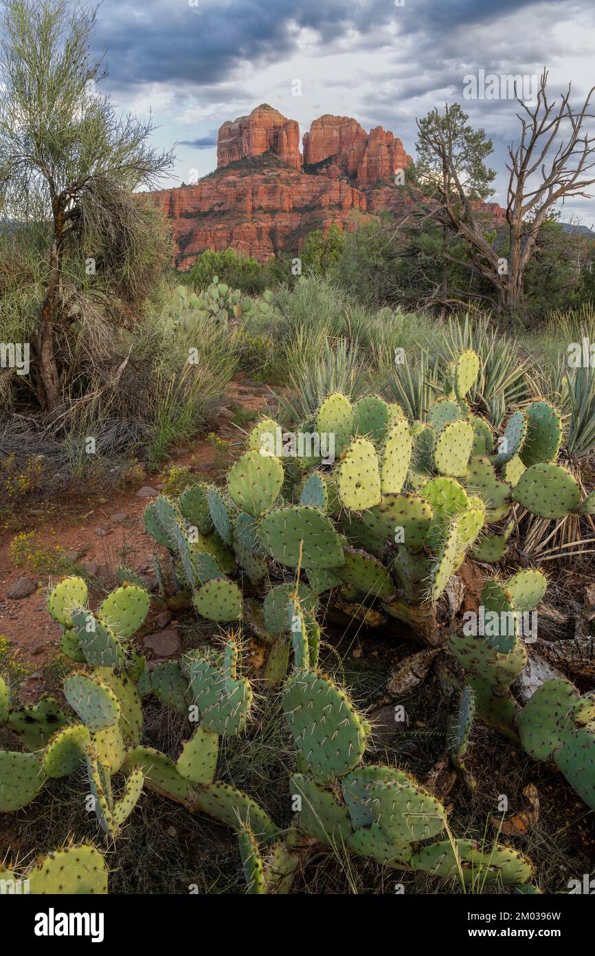 Prickly Pear cactus, near Cathedral, Sedona, AZ, USA, October, by ...