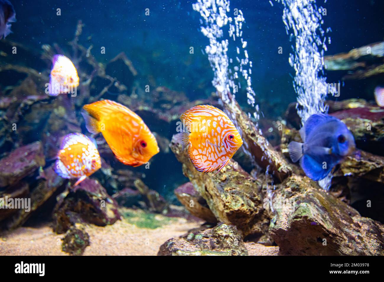 different fishes in aquarium for design purpose, wallpaper Stock Photo ...