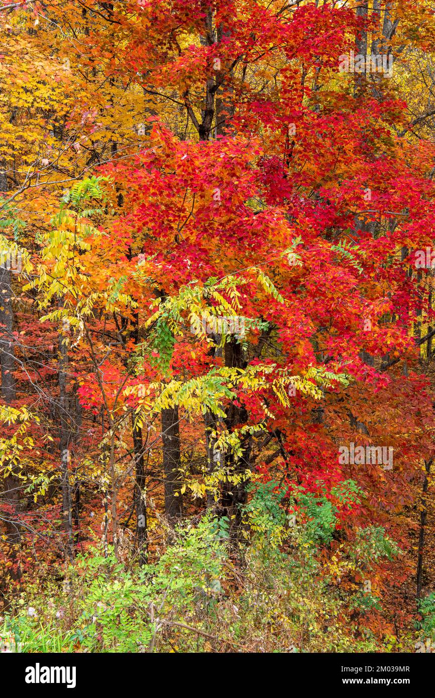 Fall colors, Great Smoky Mountains National Park, TN, USA, late October ...