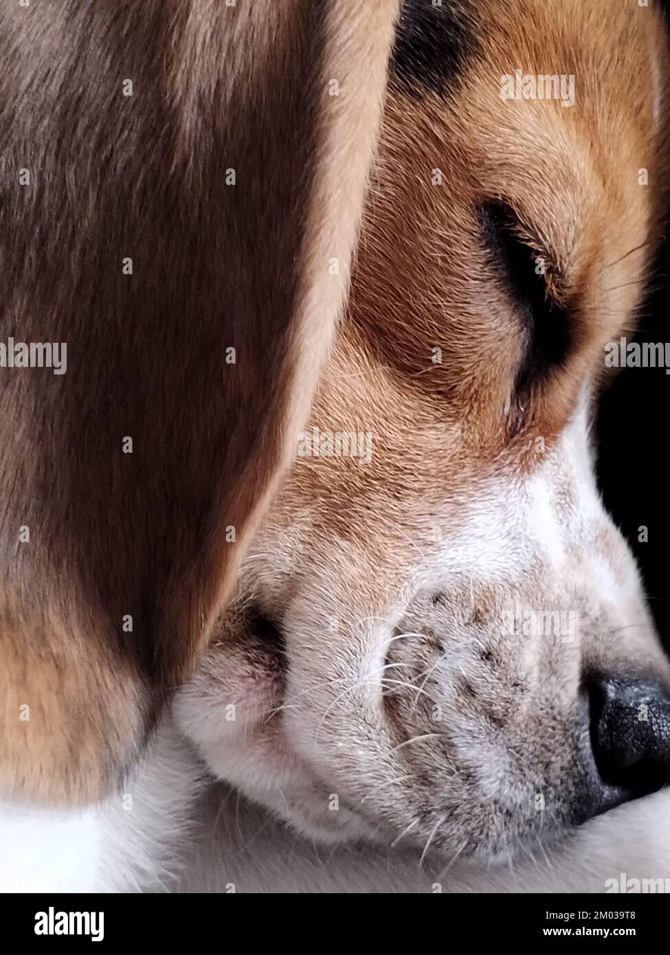 Beagle markings hi-res stock photography and images - Alamy