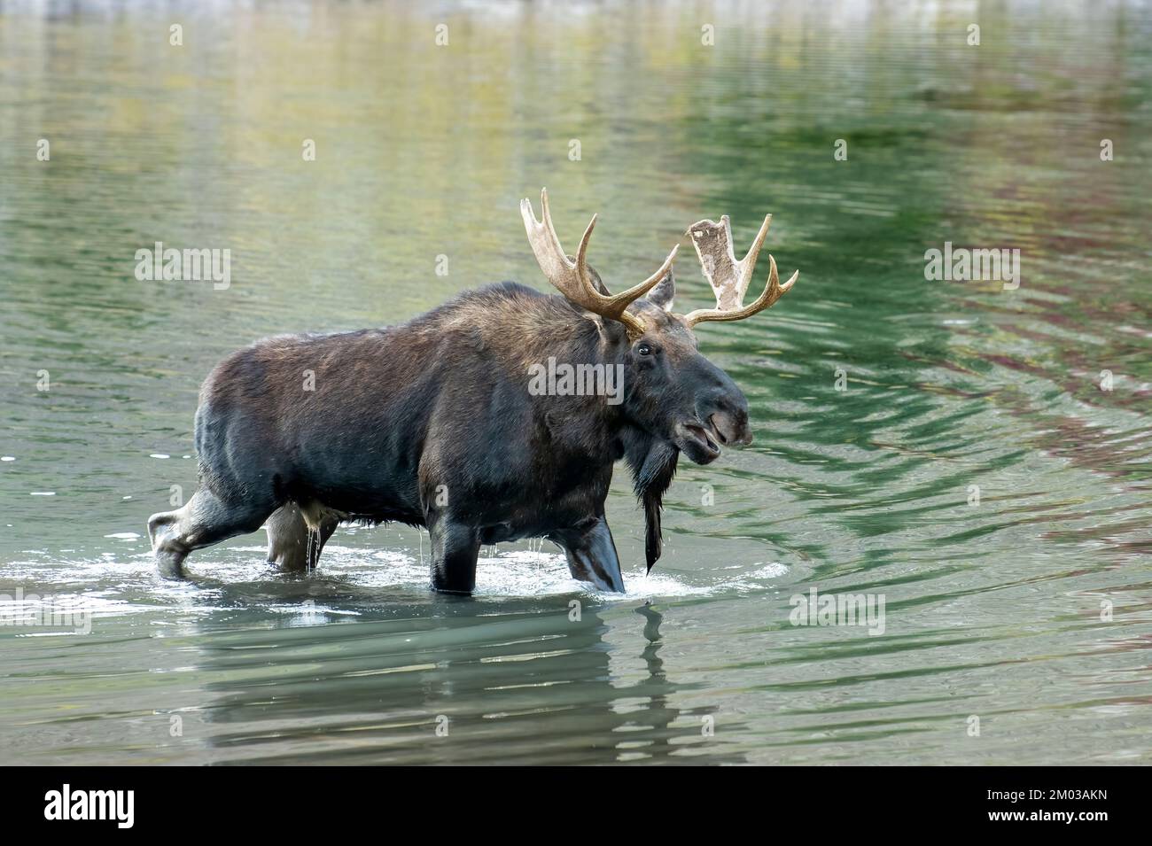Bull moose (Alces alces) wading in Maroon Lake , morning, Maroon Bells ...