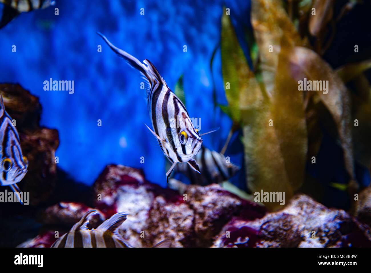 different fishes in aquarium for design purpose, wallpaper Stock Photo ...