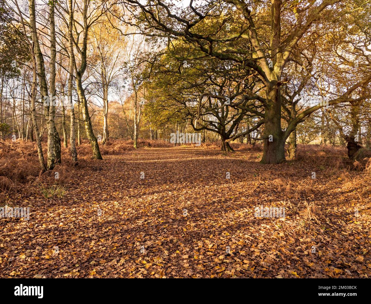 Golden fallen leaves hi-res stock photography and images - Alamy