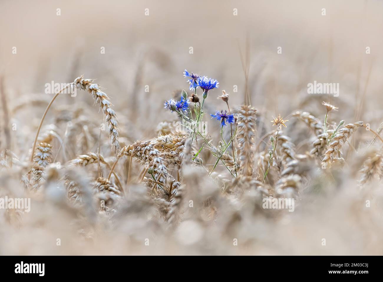 blue cornflowers in a beige field of wheat Stock Photo - Alamy