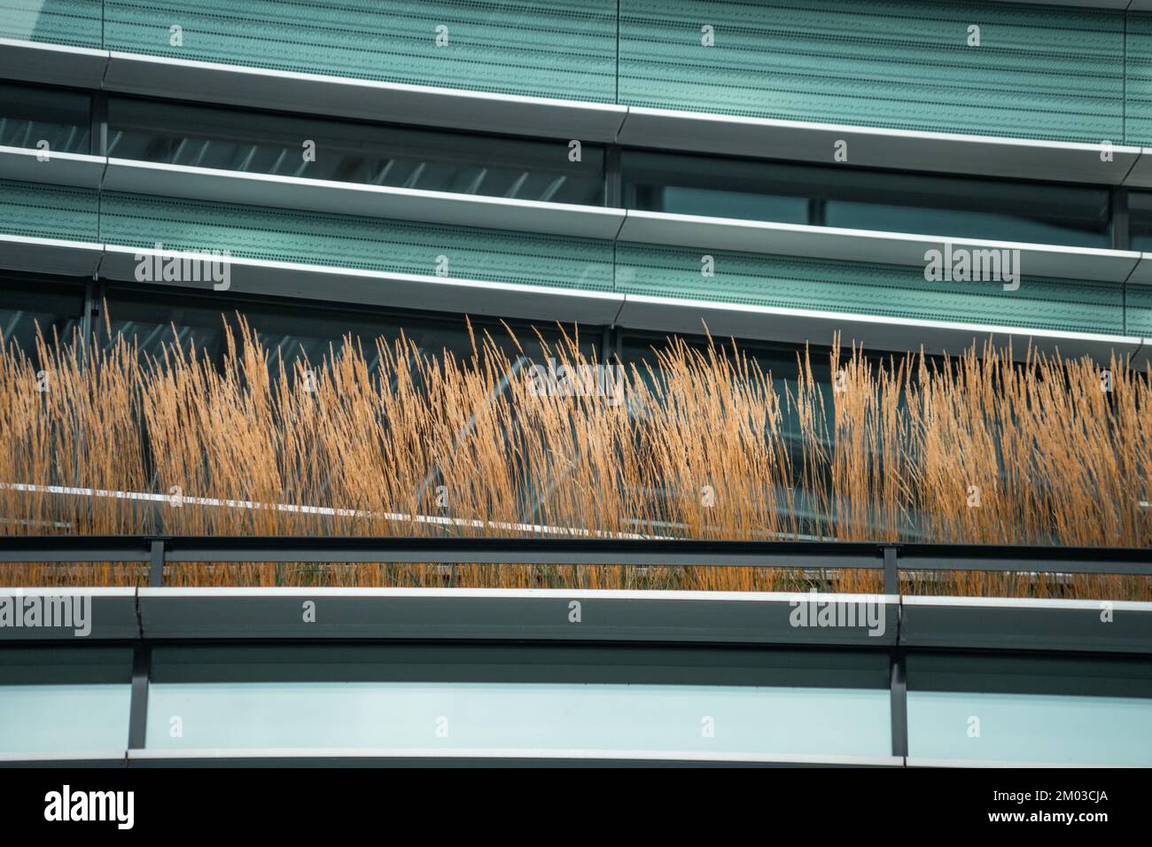 Modern design urban garden landscaping. Majestic ornamental feather ...