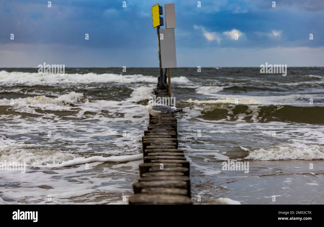 Old white and gray seagull sitting on long wooden breakwater at the sea ...