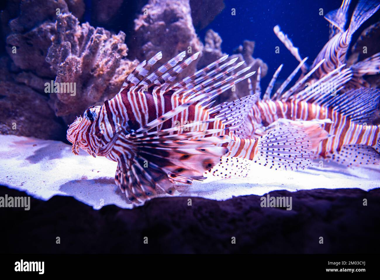 Red lionfish in aquarium for design purpose, wallpaper Stock Photo - Alamy
