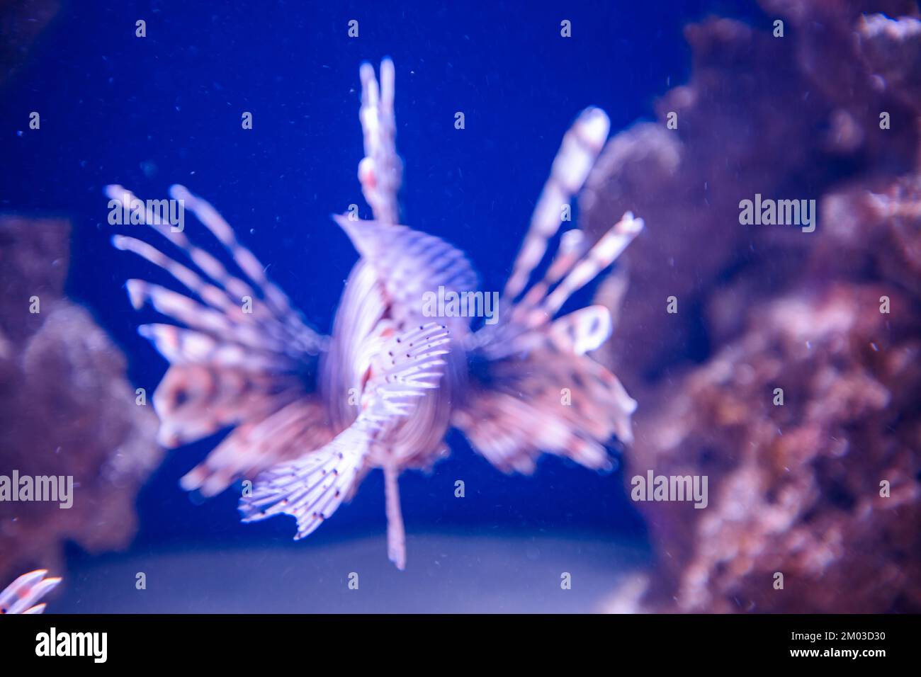 Red lionfish in aquarium for design purpose, wallpaper Stock Photo - Alamy