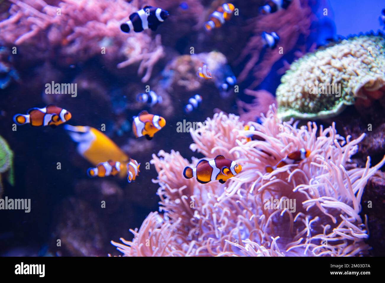 Clownfish In Anemone Wallpaper 4,950 Clownfish Anemone Stock Photos,