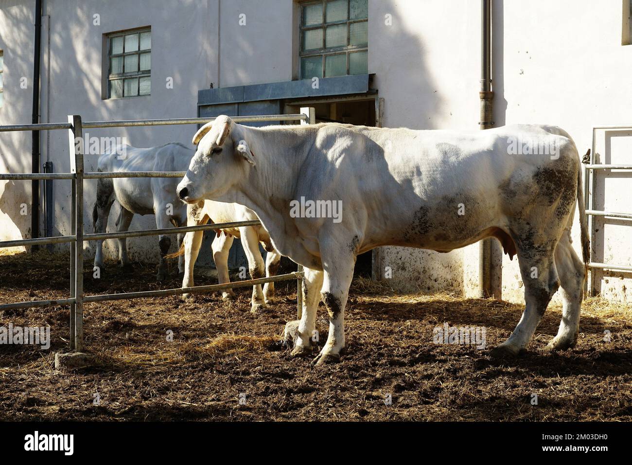 Chiangus Cattle