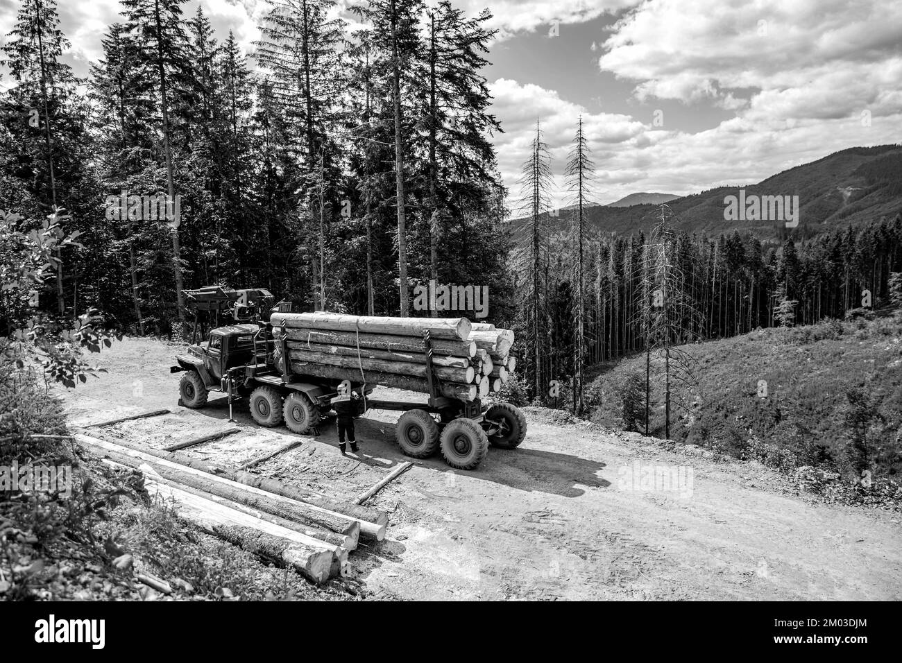 Wheel-mounted loader, timber grab. Felling of trees,cut trees , forest ...