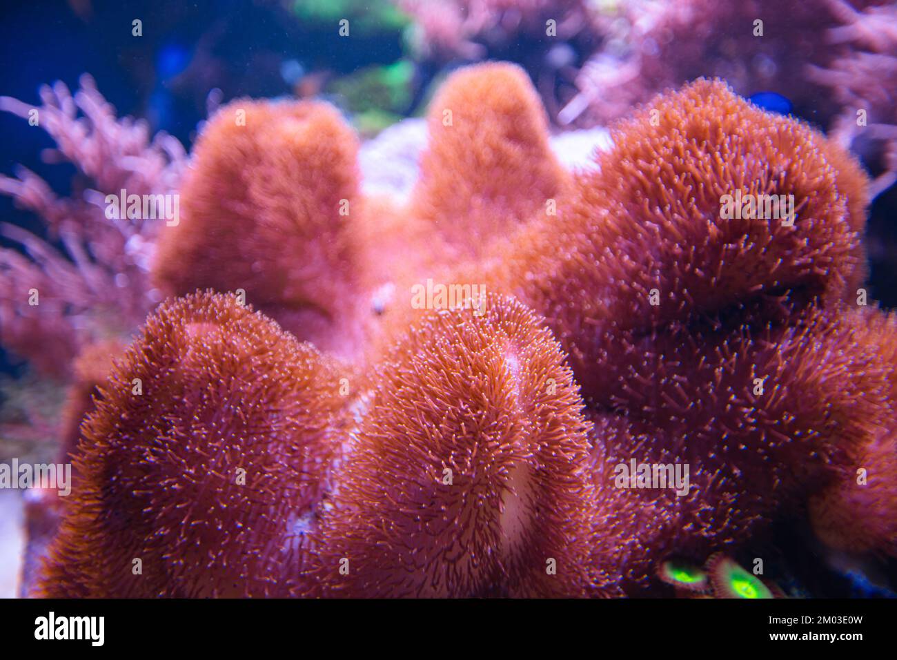 Coral reef in aquarium for design purpose, wallpaper Stock Photo - Alamy