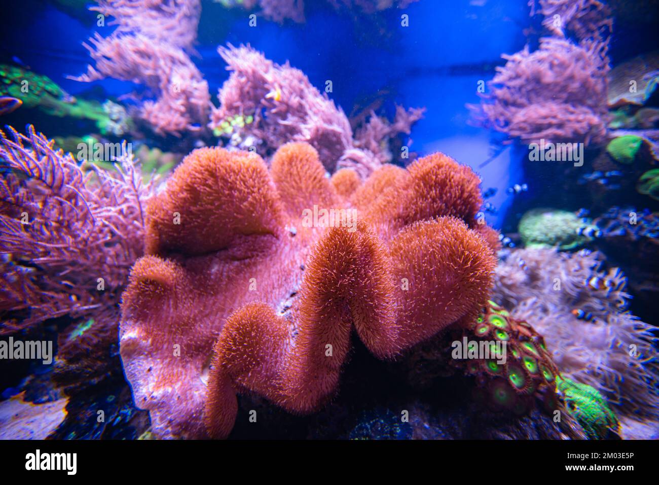 Coral reef in aquarium for design purpose, wallpaper Stock Photo - Alamy
