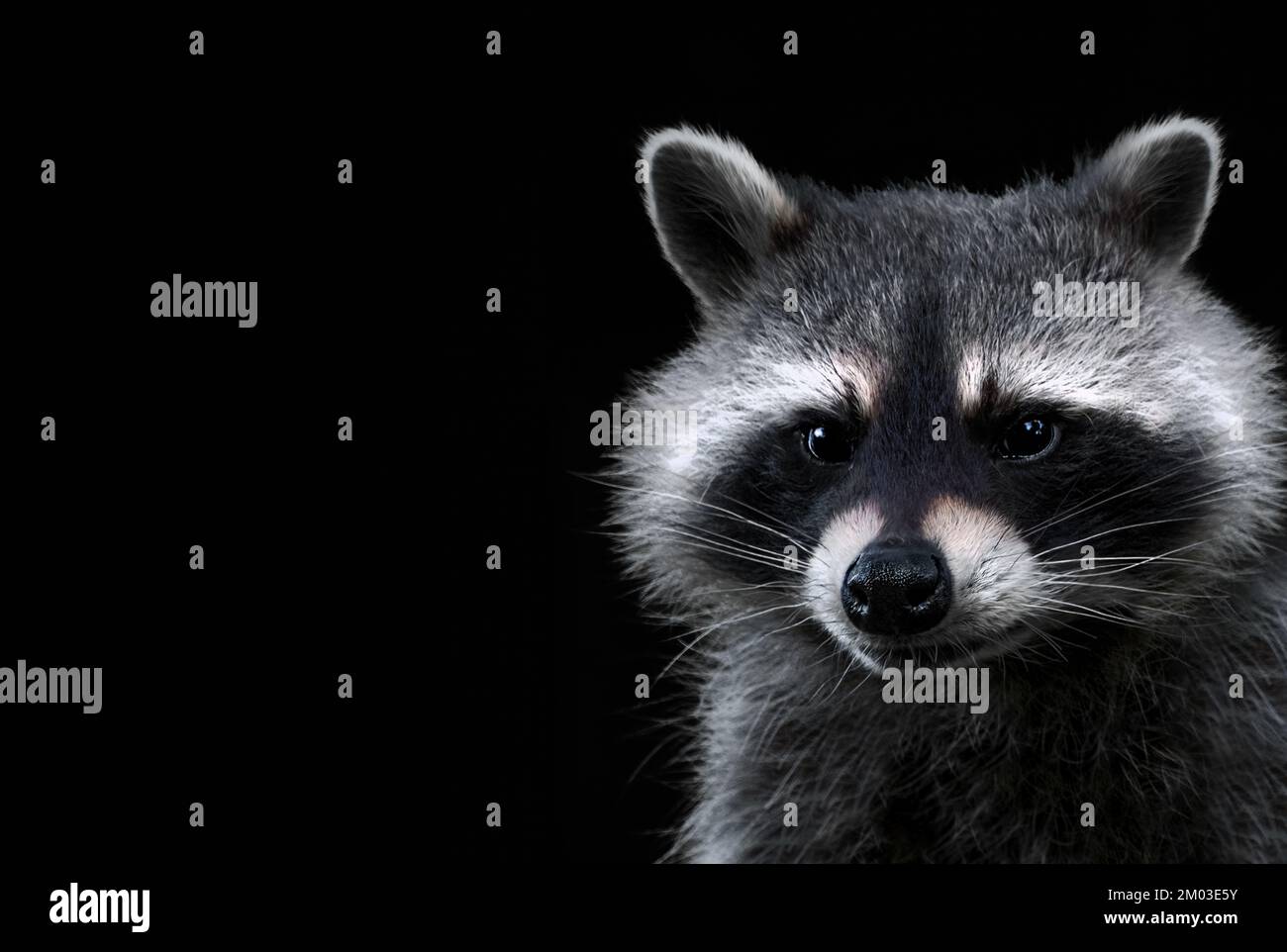 Black and white raccoon hi-res stock photography and images - Alamy