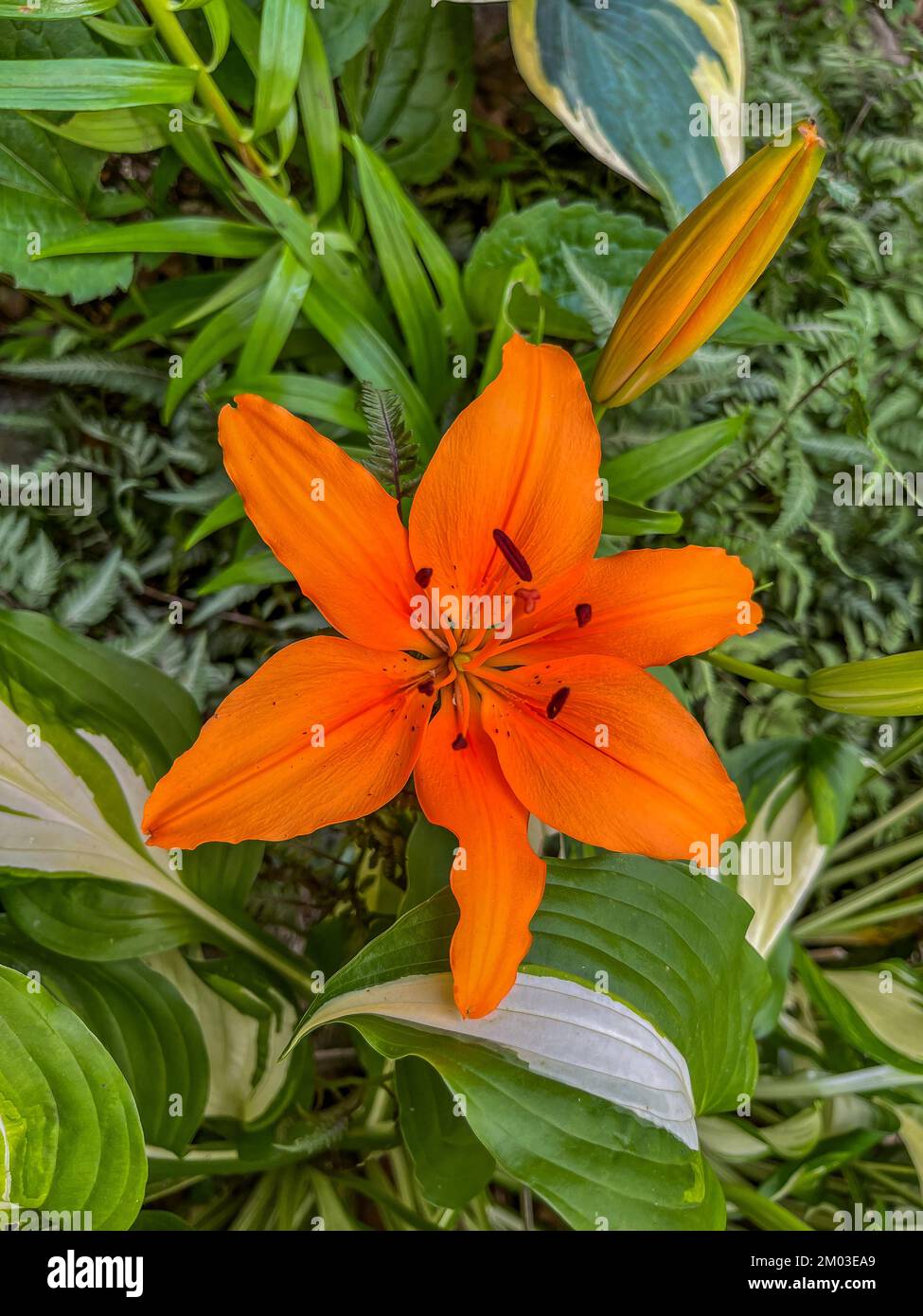 Lily order terrestrial plants hi-res stock photography and images - Alamy