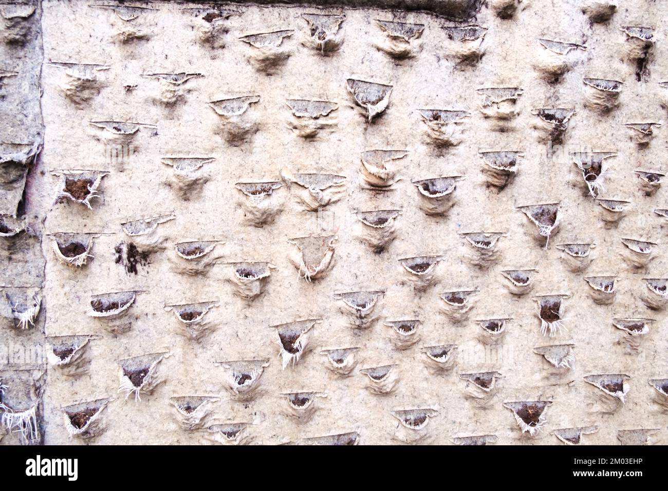 Surface of a dry vertical garden, without plants Stock Photo - Alamy